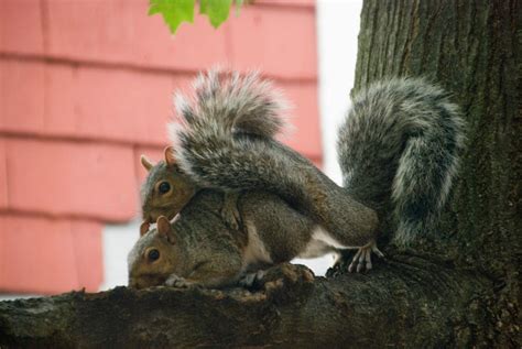Squirrel Love On The Tree Limb By Miss Tbones On DeviantArt