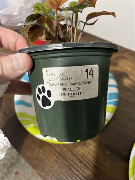 Help Dying Peacock Plant Rplant