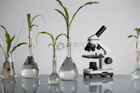 实验室中的植物白底和玻璃桌白色高清图片下载 正版图片503330130 摄图网