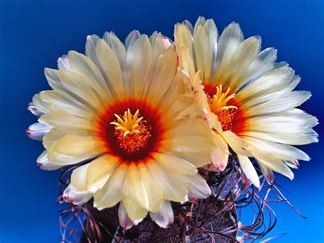 Cacti Flowering Cactus Astrophytum Free Photo On Pixabay Pixabay