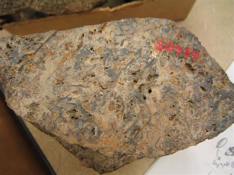 Paleobotany Fossil Wiki Fandom Powered By Wikia