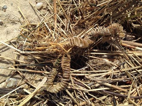 Egg Casing Meat Jerky Sea Shells Eggs