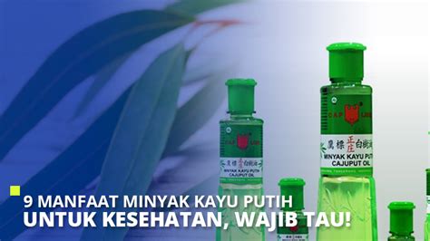 9 Manfaat Minyak Kayu Putih Untuk Kesehatan Wajib Tau
