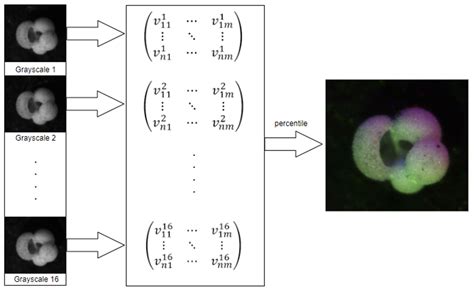 Improving Foraminifera Classification Using Convolutional Neural
