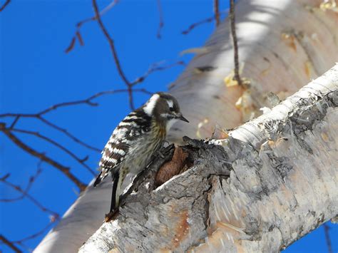 Wildlife In Aokigahara Forest Nature Guide Near Mount Fuji