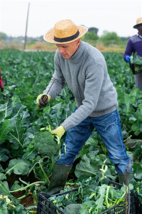 Broccoli Growth Stages And Timelines With Pictures Thegrow