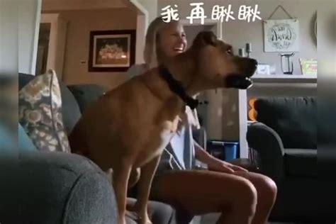 狗子陪主人看电影，它这是看到了什么，这般表情主人电影表情