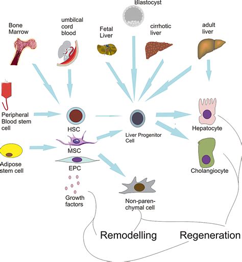 Liver Stem Cells A Scientific And Clinical Perspective Dan 2008 Journal Of