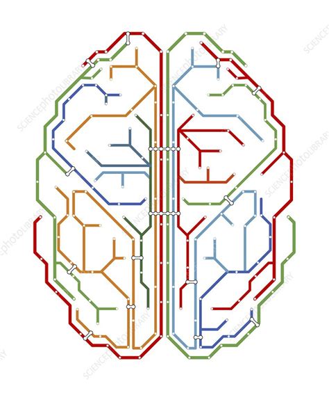 Brain Network Diagram Stock Image F011 2154 Science Photo Library
