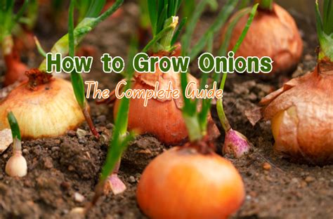 How To Grow Onions The Complete Guide