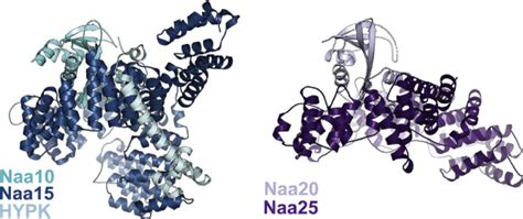 Figure 1 From Biochemical And Structural Analysis Of N Terminal