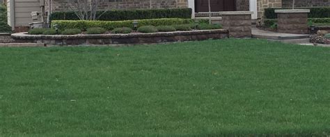 Should You Install Your New Lawn Using Seed Or Sod