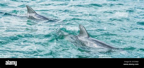 Two Dolphins Swimming In Blue Ocean Water In Key West Florida Usa