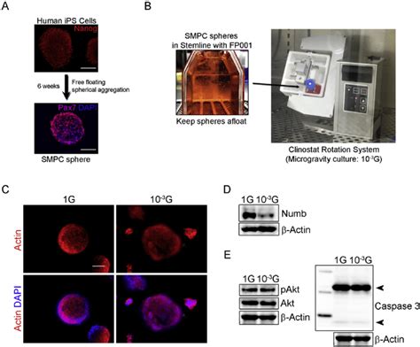 Simulated Microgravity Affects Sphere Morphology But Does Not Induce