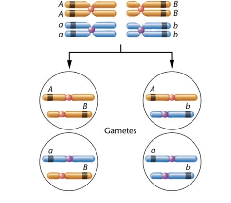 Genetics Chapter 7 Flashcards Quizlet