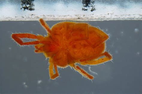 What Are Clover Mites And How Do I Get Rid Of Them