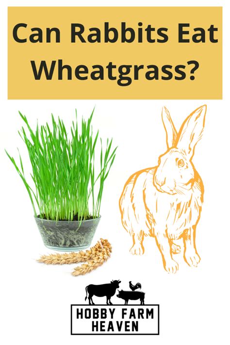 Can Rabbits Eat Wheatgrass · Hobby Farm Heaven