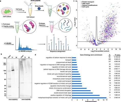 Identifying Interactors Of Peptide 31 A Schematic Workflow Of Sample
