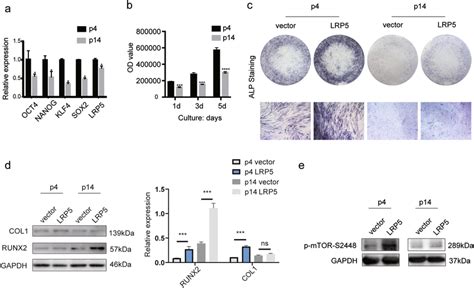 Lrp5 Preserved Osteogenic Differentiation And Cell Stemness Of Passaged