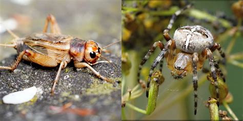 Do Crickets Eat Spiders What You Need To Know Ifunfact