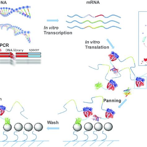 Phage Display Biopanning At First Phage Library Is Screened With The