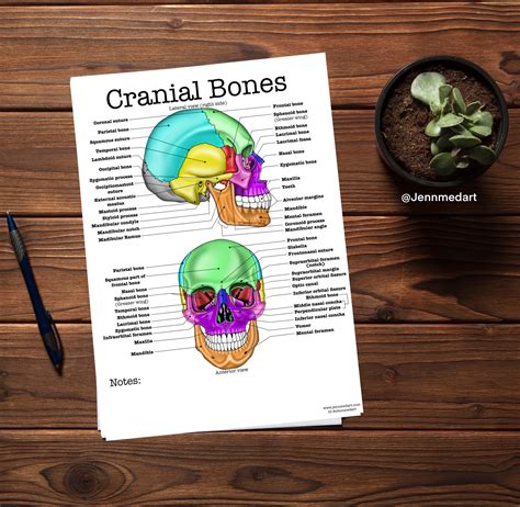 Cranial Bones Anatomy Coloring Page Blank Digital Download Skull Anatomy Diagram Anatomy