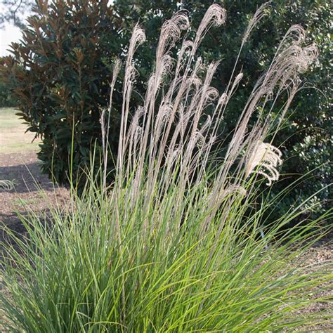 Dwarf Perennial Ryegrass Ph