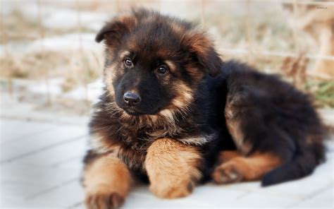 German Shepherd Puppy Wallpaper Animal Wallpapers 26058