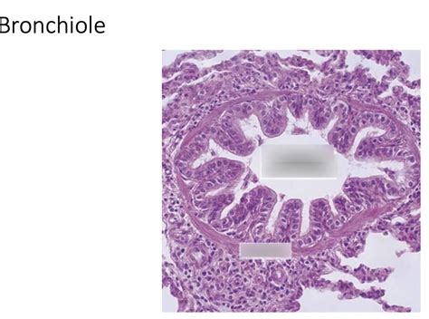 Bronchiole Histology Diagram Diagram Quizlet