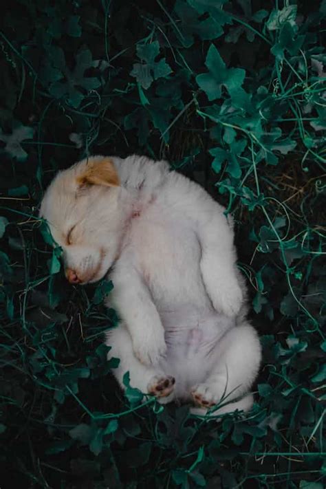 22 Unique Puppy Dream Meaning Dream Guide Hub