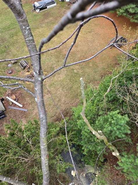 Safely Removing Trees Blog Albright Enterprises