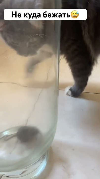 Не куда бежать дома🤣 Cat кот юмор дуэт прикол Catlover топ Youtube