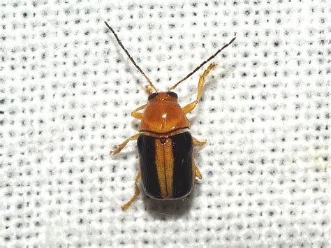 Web東奥とうおう写真館あおもり昆虫記ヒメギフチョウ