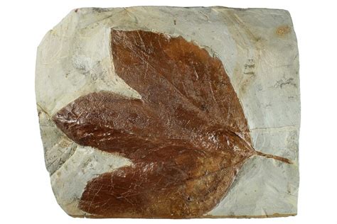 83 Fossil Sycamore Leaf Macginitiea Montana 268150 For Sale