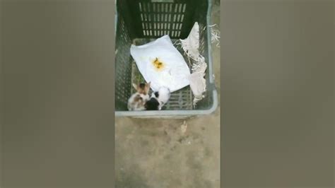 তিনটা বাচ্চা রেখে মা ভেগেগেল পরপুরুষের সাথে 😭। Shorts Foryou Viralshorts Funny Viral Youtube