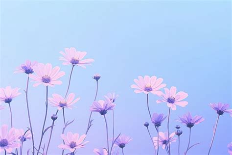 A Daisy Feild Wallpaper Flower Purple Backgrounds Free Image By Tata At Work