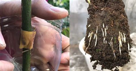 How To Propagate Roses Quickly Using Banana Peels A Simple And