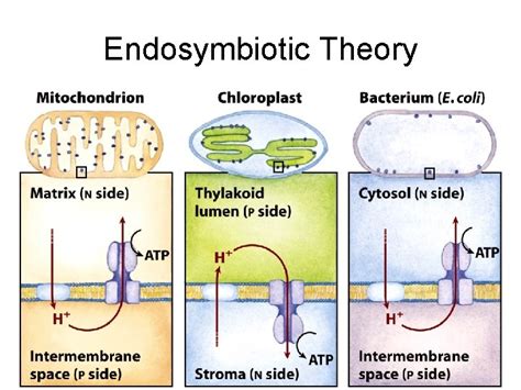 Biochemistry Lecture 15 Photosynthesis Chemiosmotic Gradient