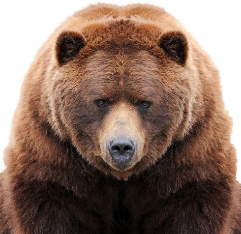 About Us Bear Blend