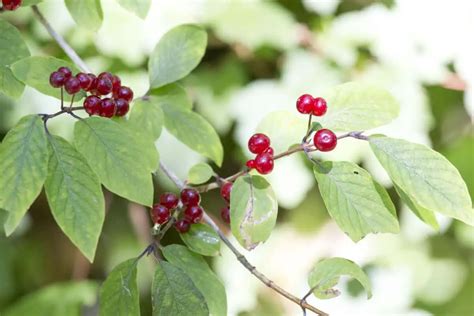 20 Edible And Non Edible Red Berries You Need To Know Smart Garden And Home