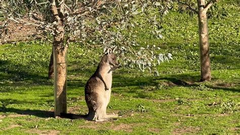 Kangaroo Australian Wildlife Marsupial Free Stock Video Pixabay