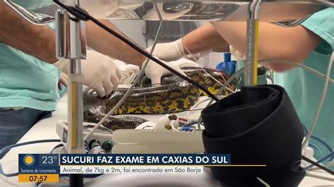 VÍDEO Sucuri passa por tomografia computadorizada no RS entenda Rio