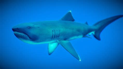 Megan The Megamouth Shark Megachasma Pelagios 3d Model By