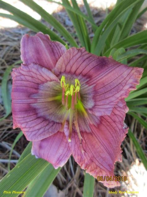 Shady Rest Gardens Pixie Pleasure