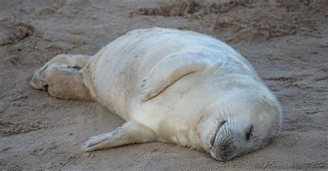 Seal At Donna Nook Album On Imgur
