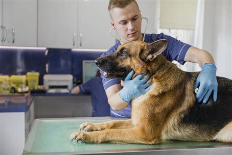 12 Errores Que Cometemos Con El Perro Sin Darnos Cuenta