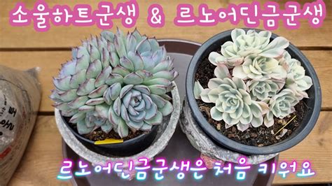 2415 소울하트군생과 르노어딘금군생을 분갈이해요🌹 르노어딘금군생은 처음 키워요🌹 스피드다육 010 5248 5955