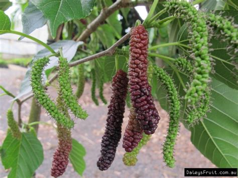 Buy Dwarf Red Mulberry Fruit Trees In Australia Red Morus Macroura