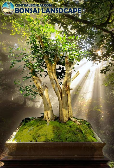 Tips And Trick Membuat Bonsai Untuk Pemula Centralbonsaicom Berbagi