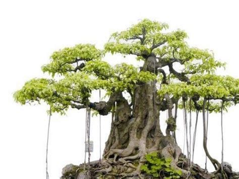 榕树盆景的养护技巧